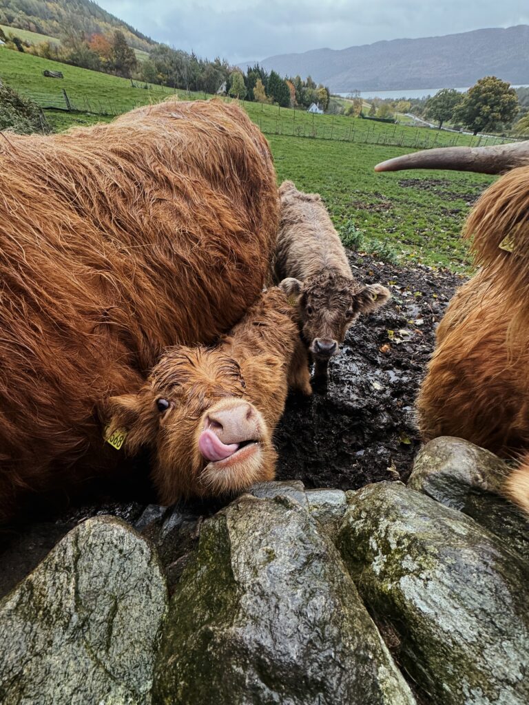 A Wee Road Trip: 6 Days in Scotland